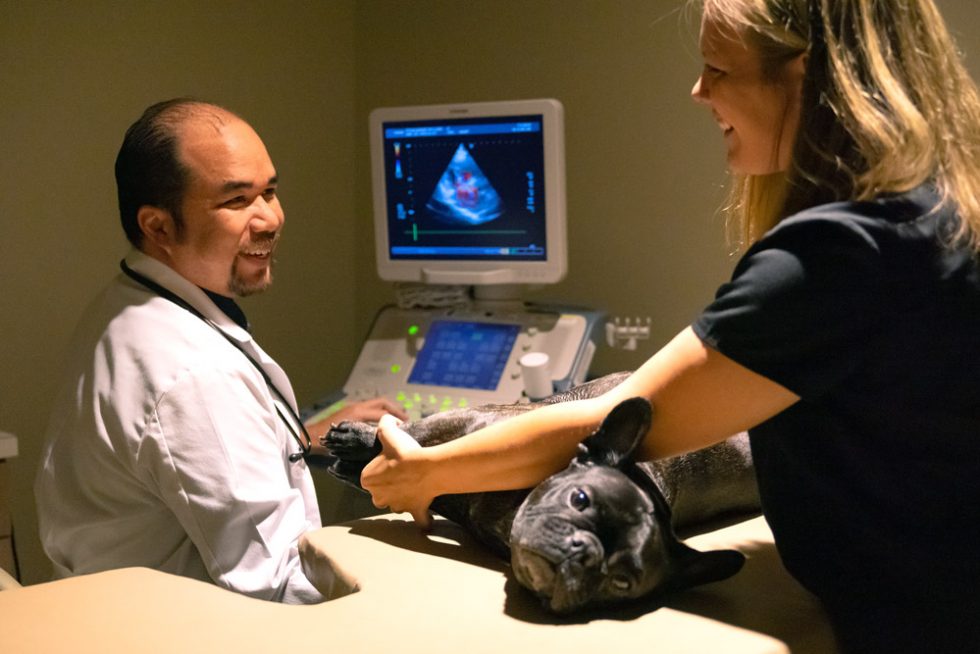 Cardiology | Institute of Veterinary Specialists